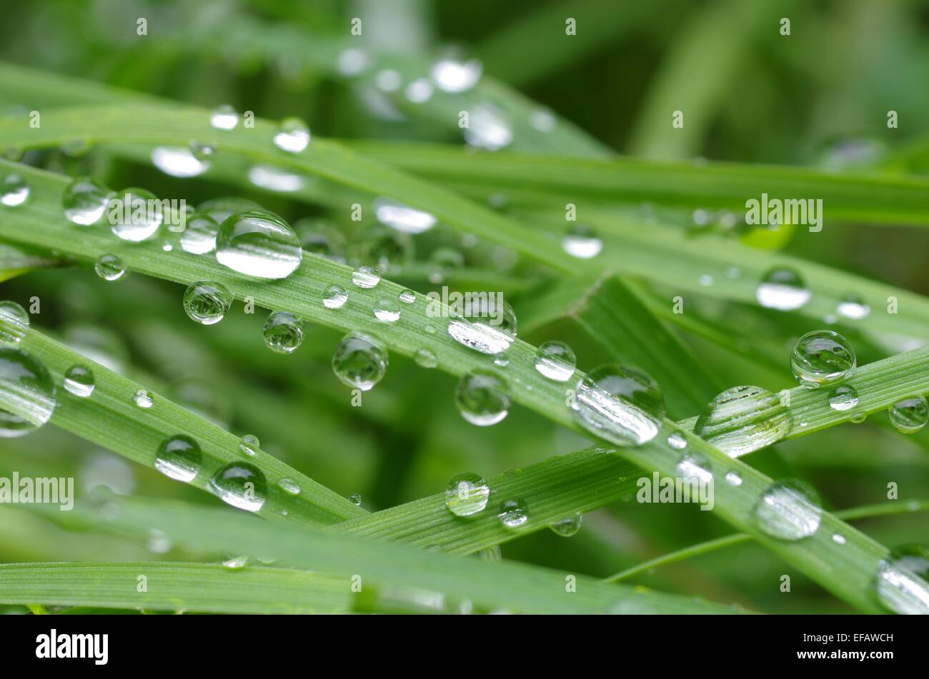 dewy green grass Stock Photo - Alamy