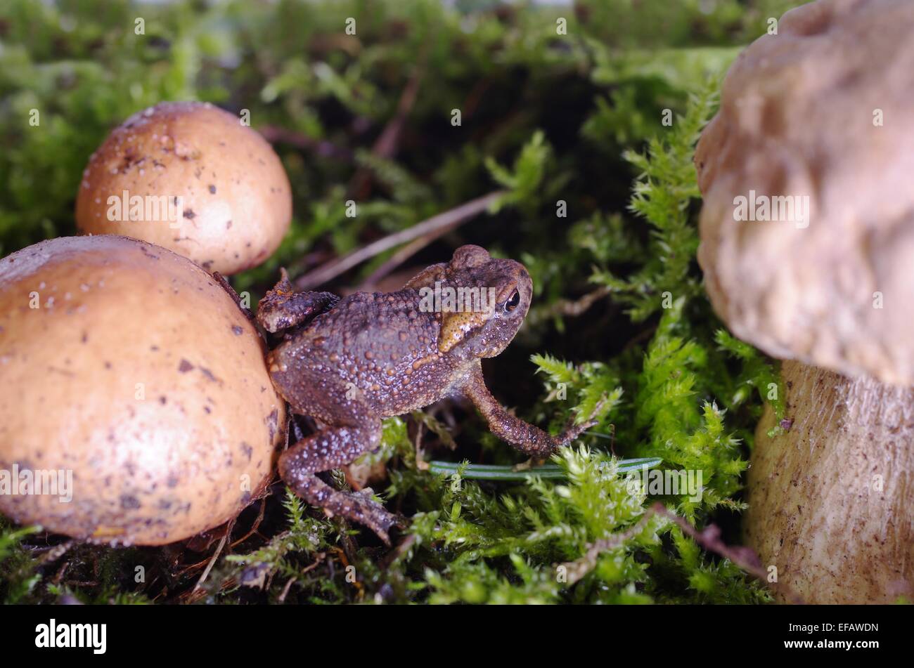 Toad on mushroom hi-res stock photography and images - Alamy