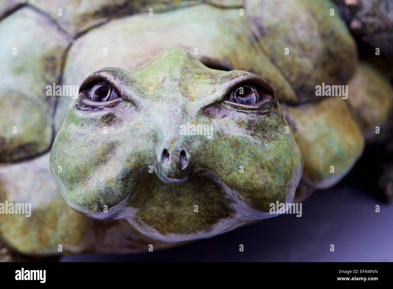 close up of a sculpture turtle face Stock Photo - Alamy