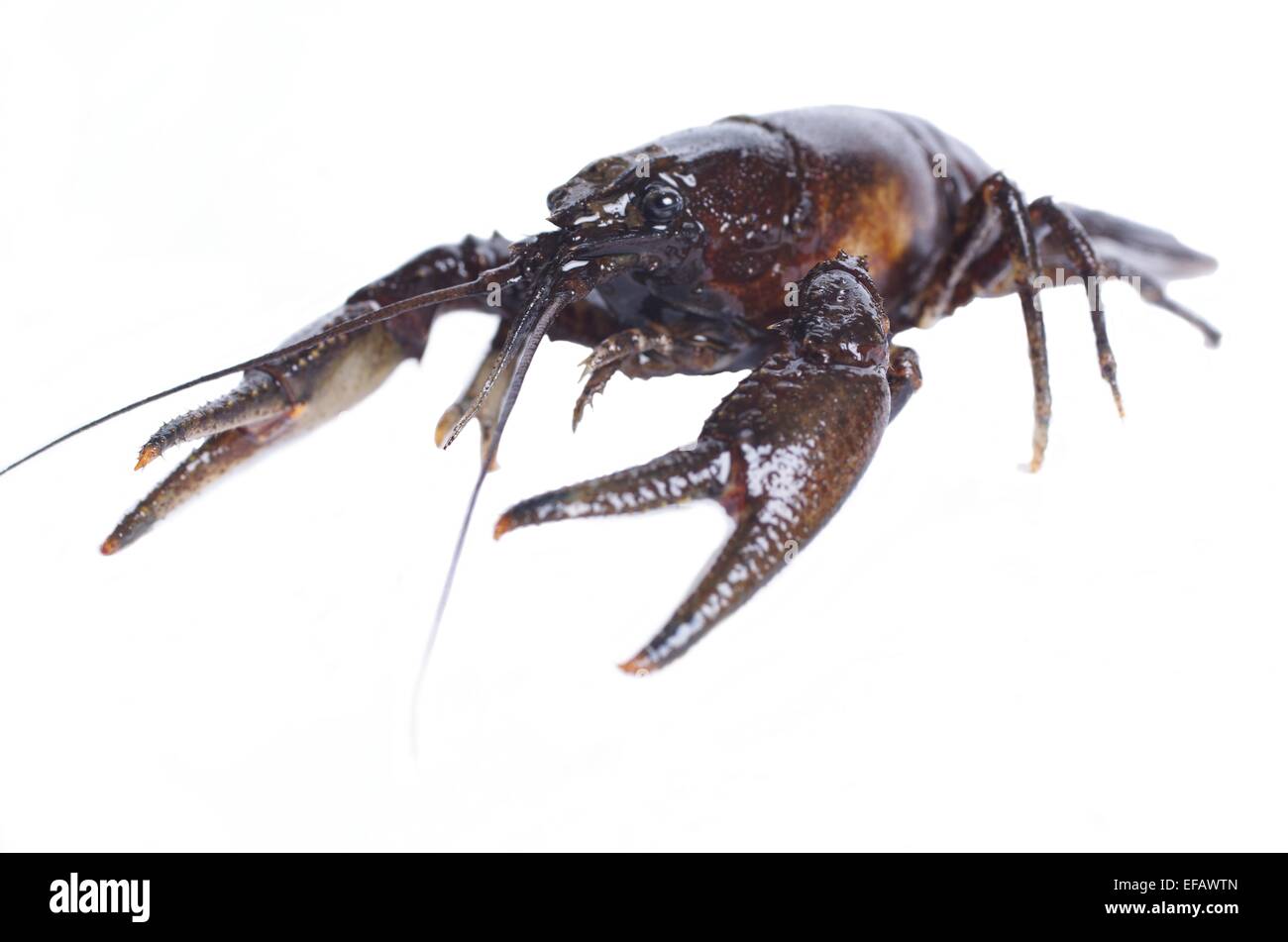 Big sea fish pattern Cut Out Stock Images & Pictures - Alamy