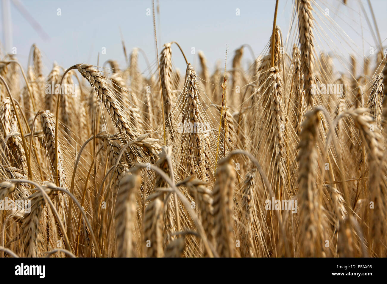 A field of ripe rye. The rye is usually harvested by combine harvesters ...