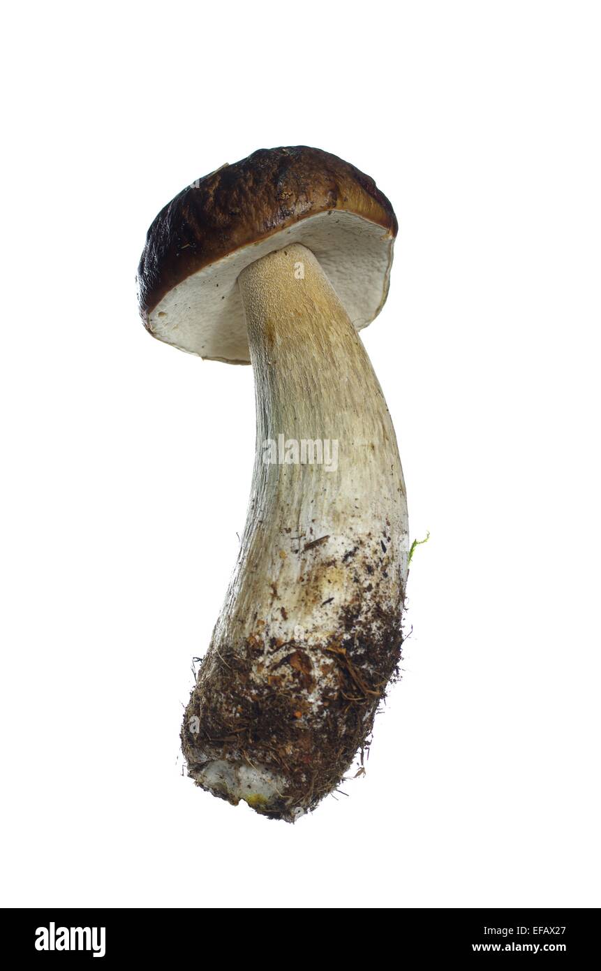 Natural food boletus mushroom Cut Out Stock Images & Pictures - Alamy