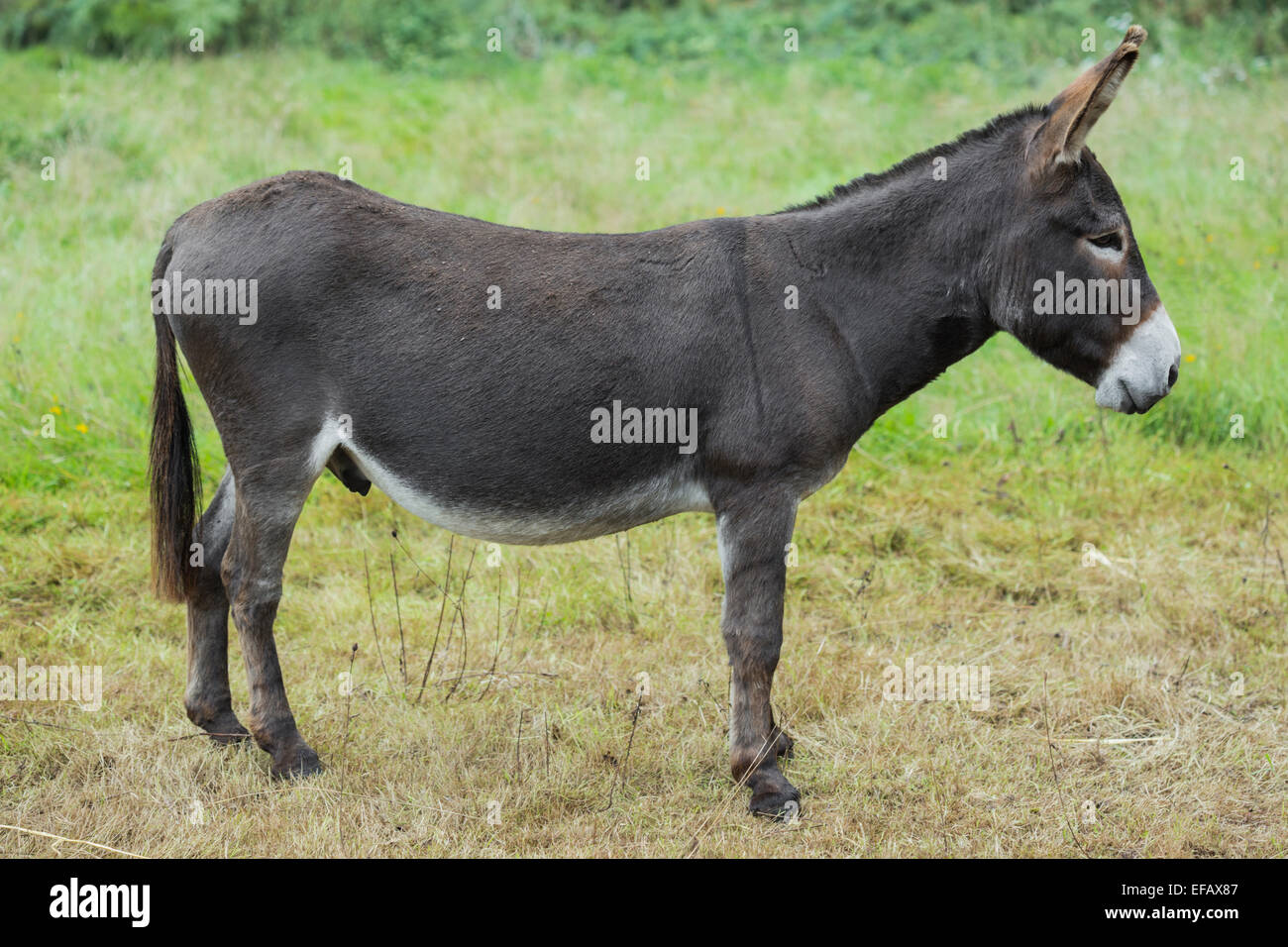 Male donkey hi-res stock photography and images - Alamy Male donkey hi-res stock photography and images - Alamy