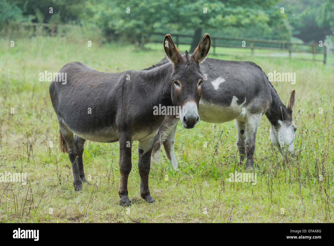 Chocolate brown and skewbald male donkeys in pasture Stock Photo - Alamy