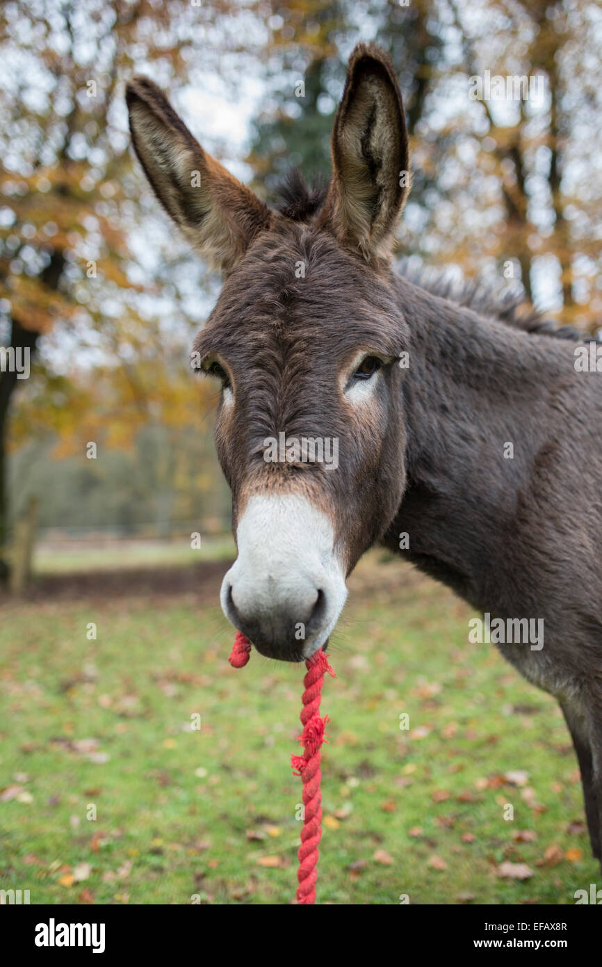 Chocolate brown Donkey chewing his rope lead Stock Photo - Alamy