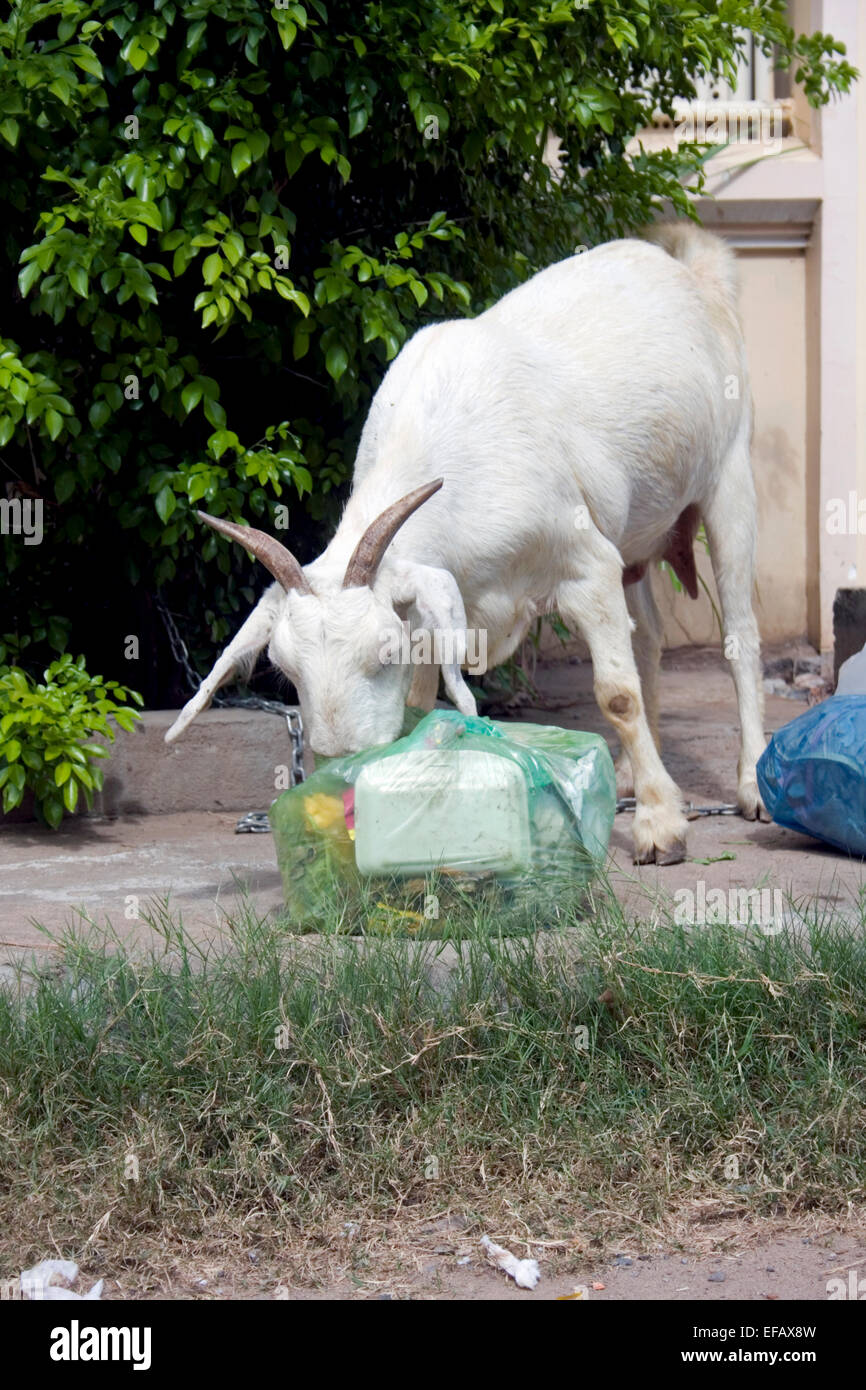 A goat is foraging for food inside a plastic bag on a city street in ...