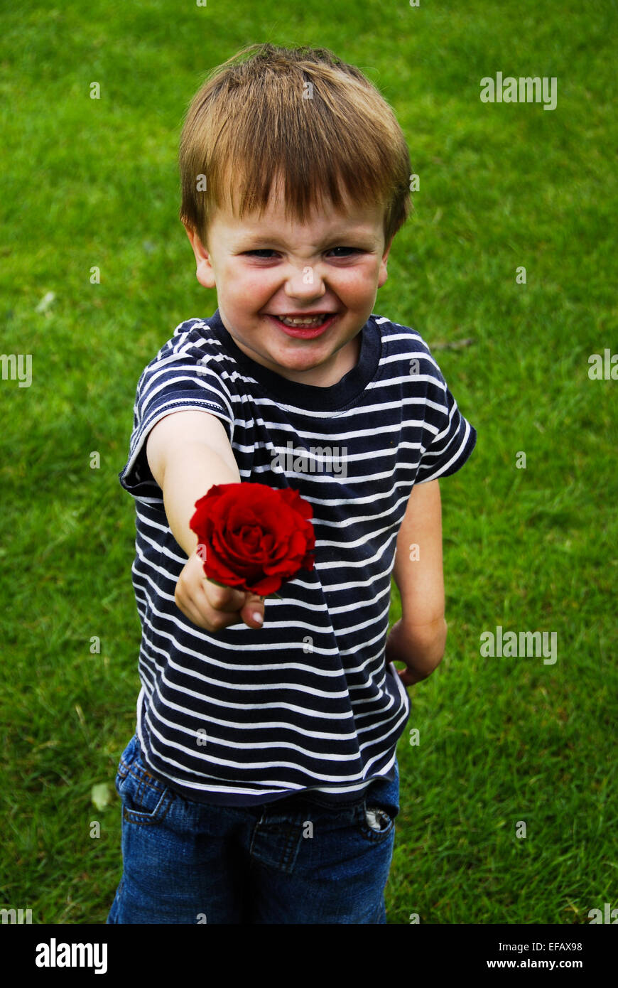 boy offering rose Stock Photo - Alamy