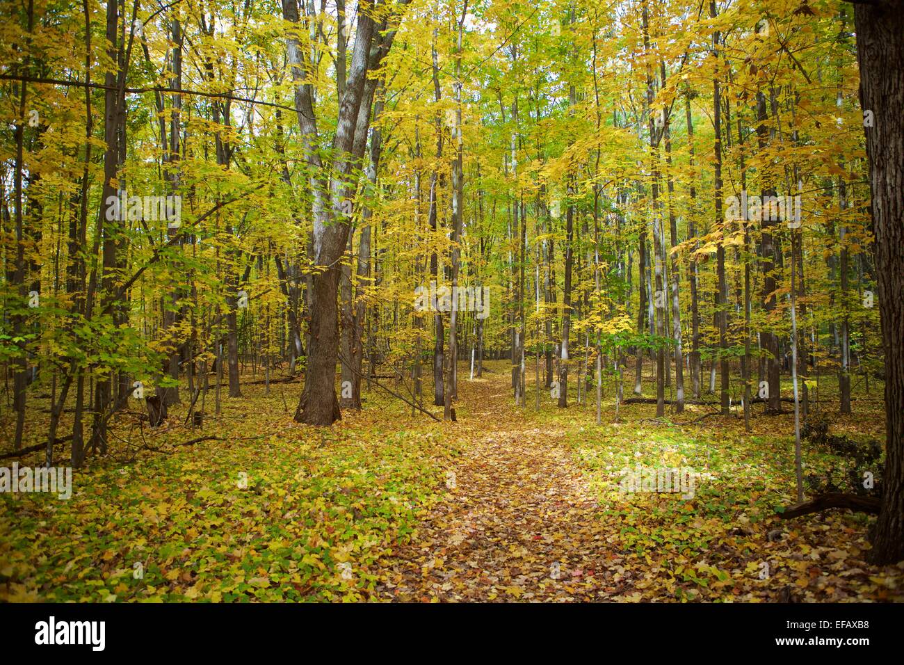 Fall color in a forest Stock Photo - Alamy