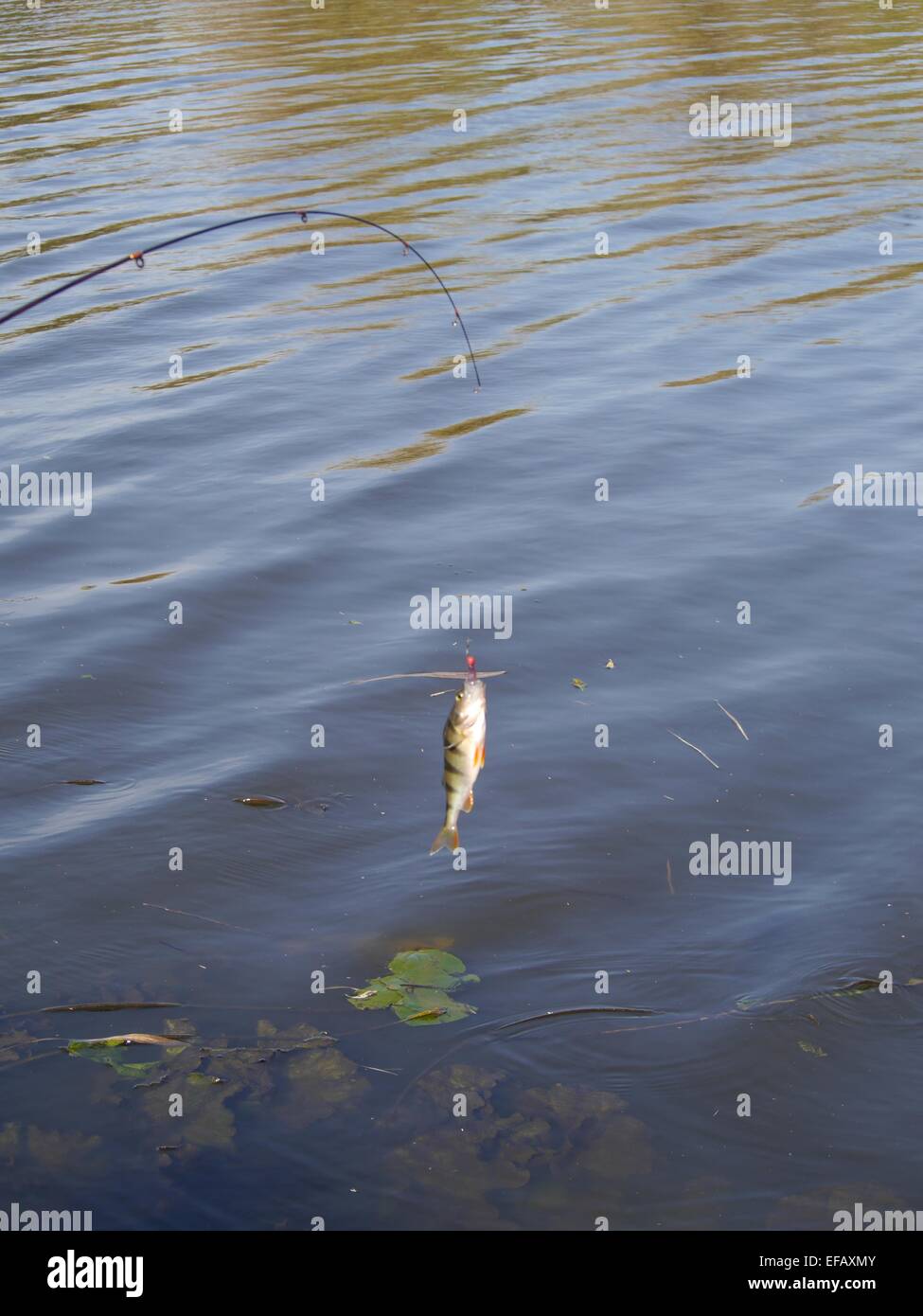 perch on fishing-rod on lake background Stock Photo - Alamy