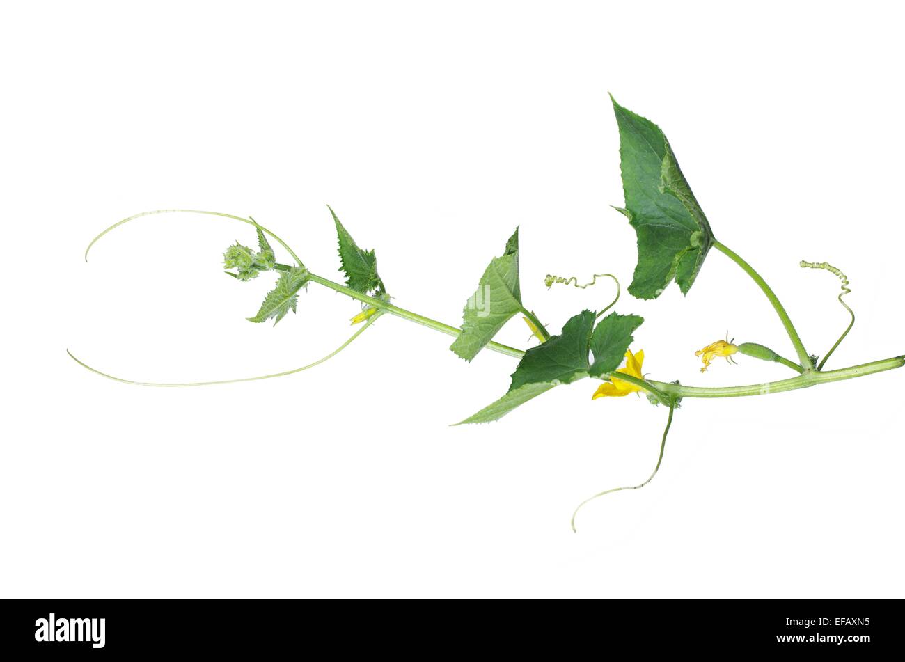 sprout of cucumber on a white background Stock Photo - Alamy