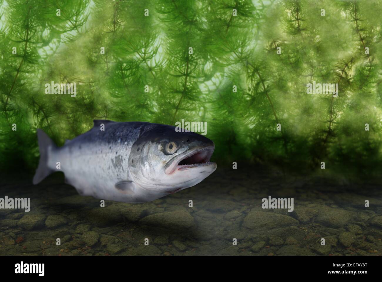 long salmon on background of bottom of river Stock Photo - Alamy