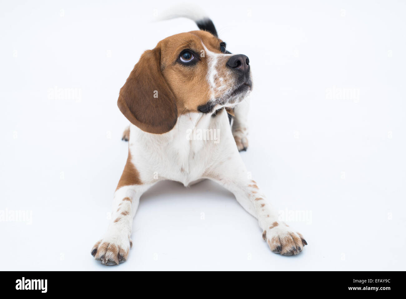 A beagle dog in down position looking up isolated on white Stock Photo ...