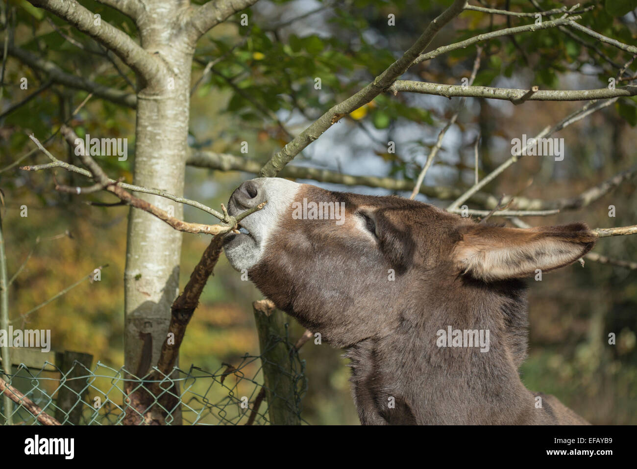 Male donkey hi-res stock photography and images - Alamy