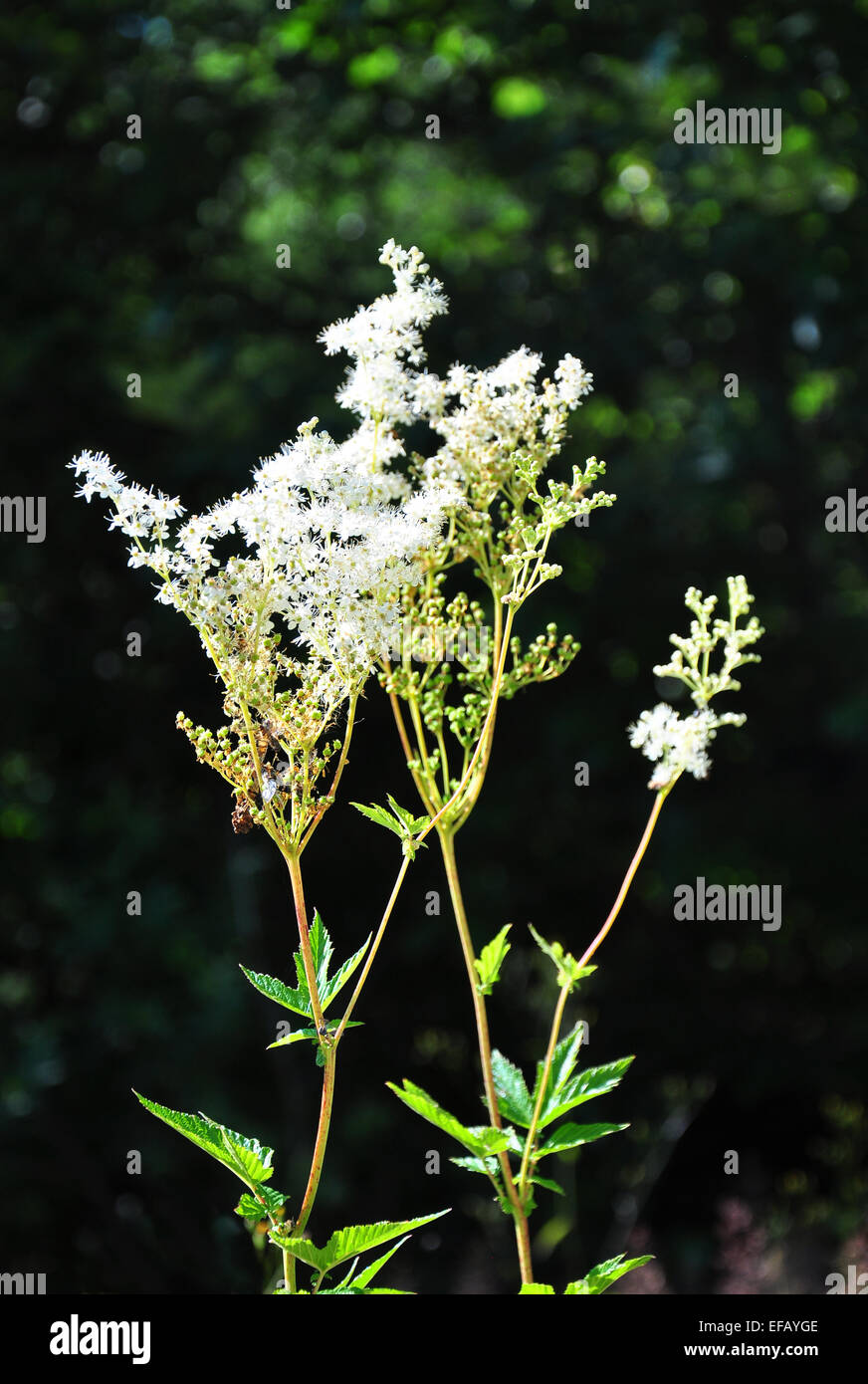 Meadowsweet (Filipendula ulmaria Stock Photo - Alamy