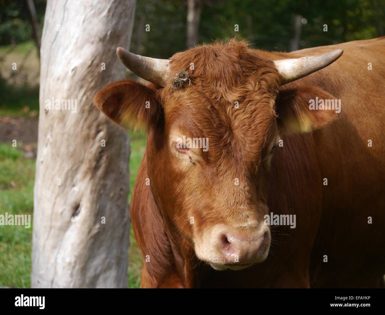 brown cow on pasture on forest background Stock Photo - Alamy
