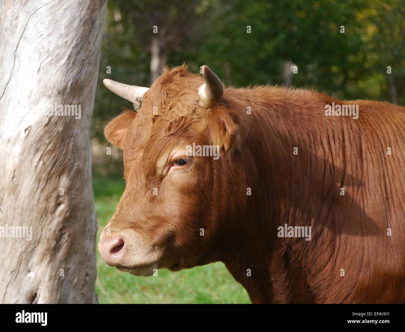 brown cow on pasture on forest background Stock Photo - Alamy