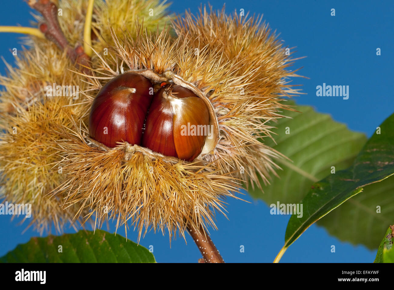 Spanish Chestnut, fruit, Edelkastanie, Esskastanie, Echte Kastanie ...