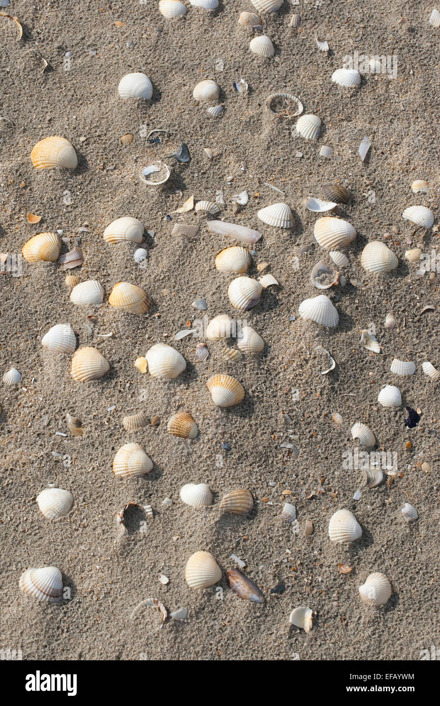 Cockle hi-res stock photography and images - Alamy
