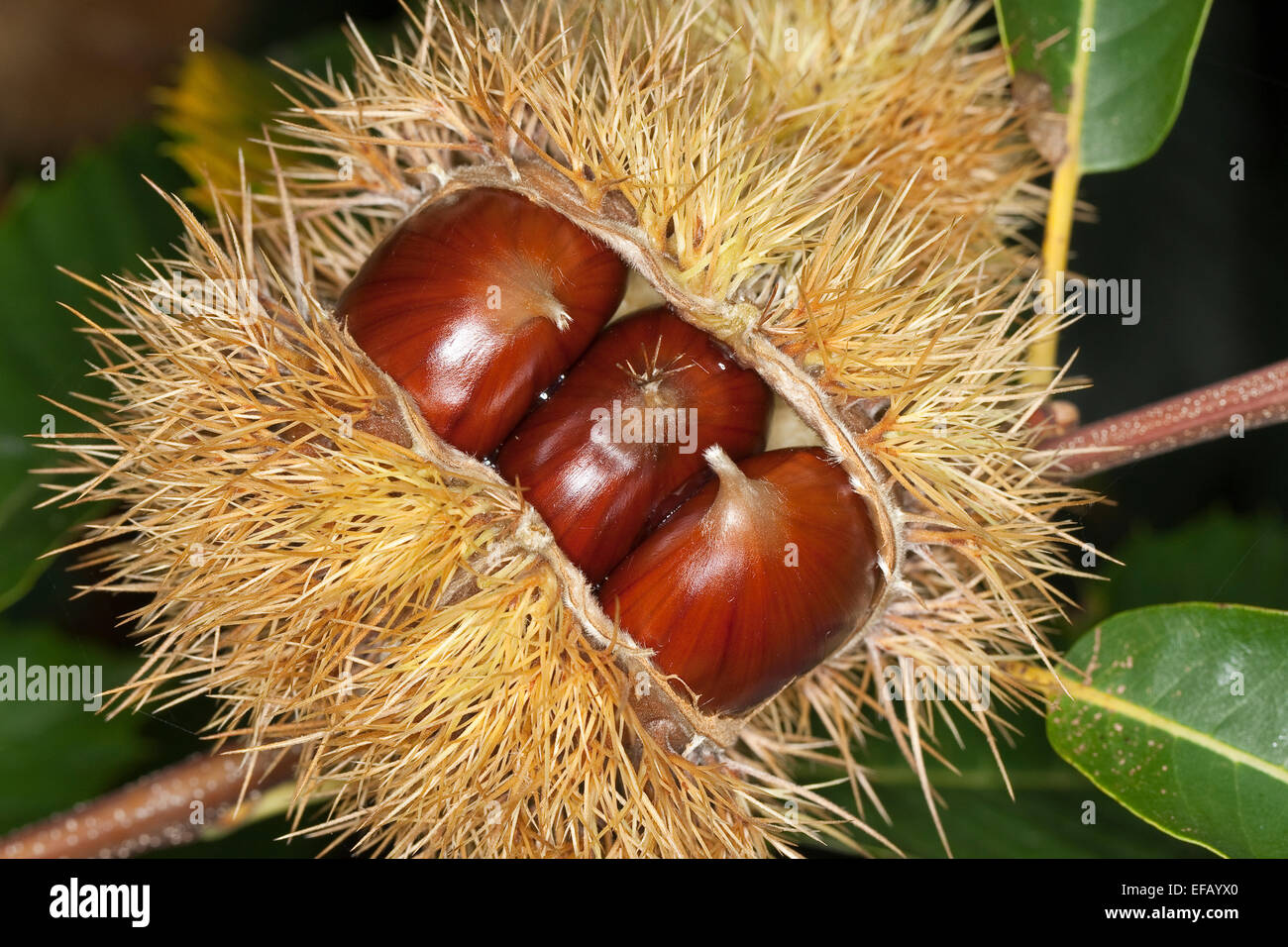 Spanish chestnut tree hi-res stock photography and images - Alamy