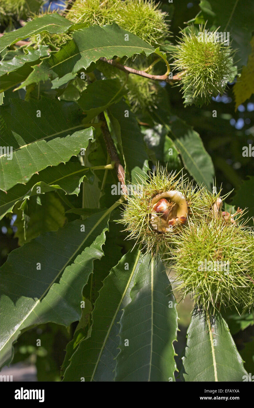 Spanish Chestnut, fruit, Edelkastanie, Esskastanie, Echte Kastanie ...