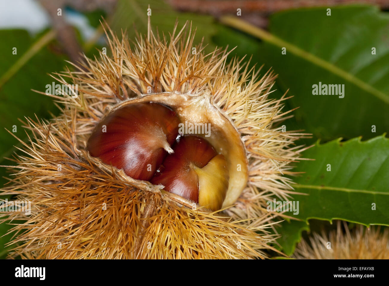 Spanish Chestnut, fruit, Edelkastanie, Esskastanie, Echte Kastanie ...