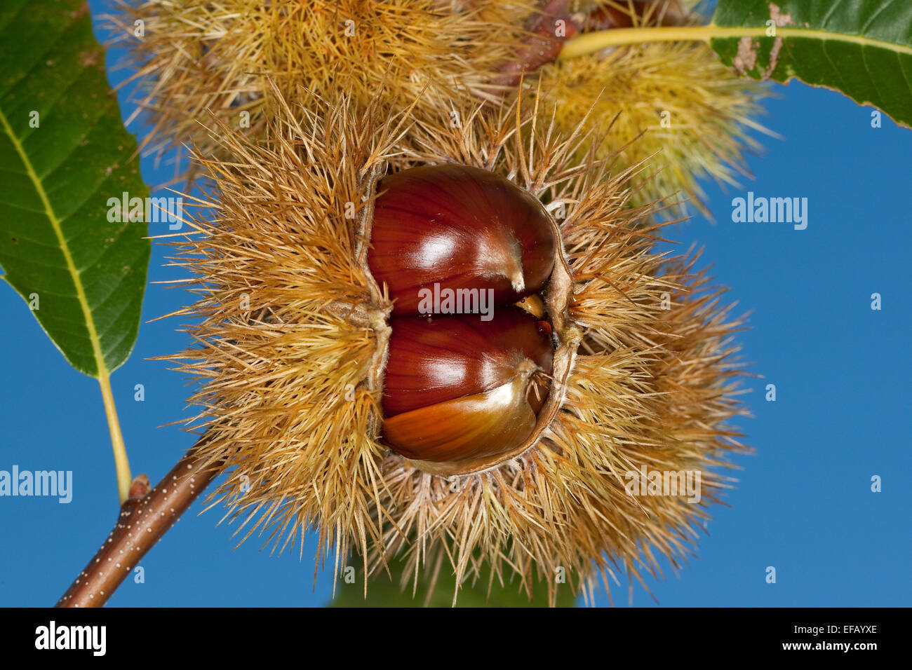 Spanish Chestnut, fruit, Edelkastanie, Esskastanie, Echte Kastanie ...