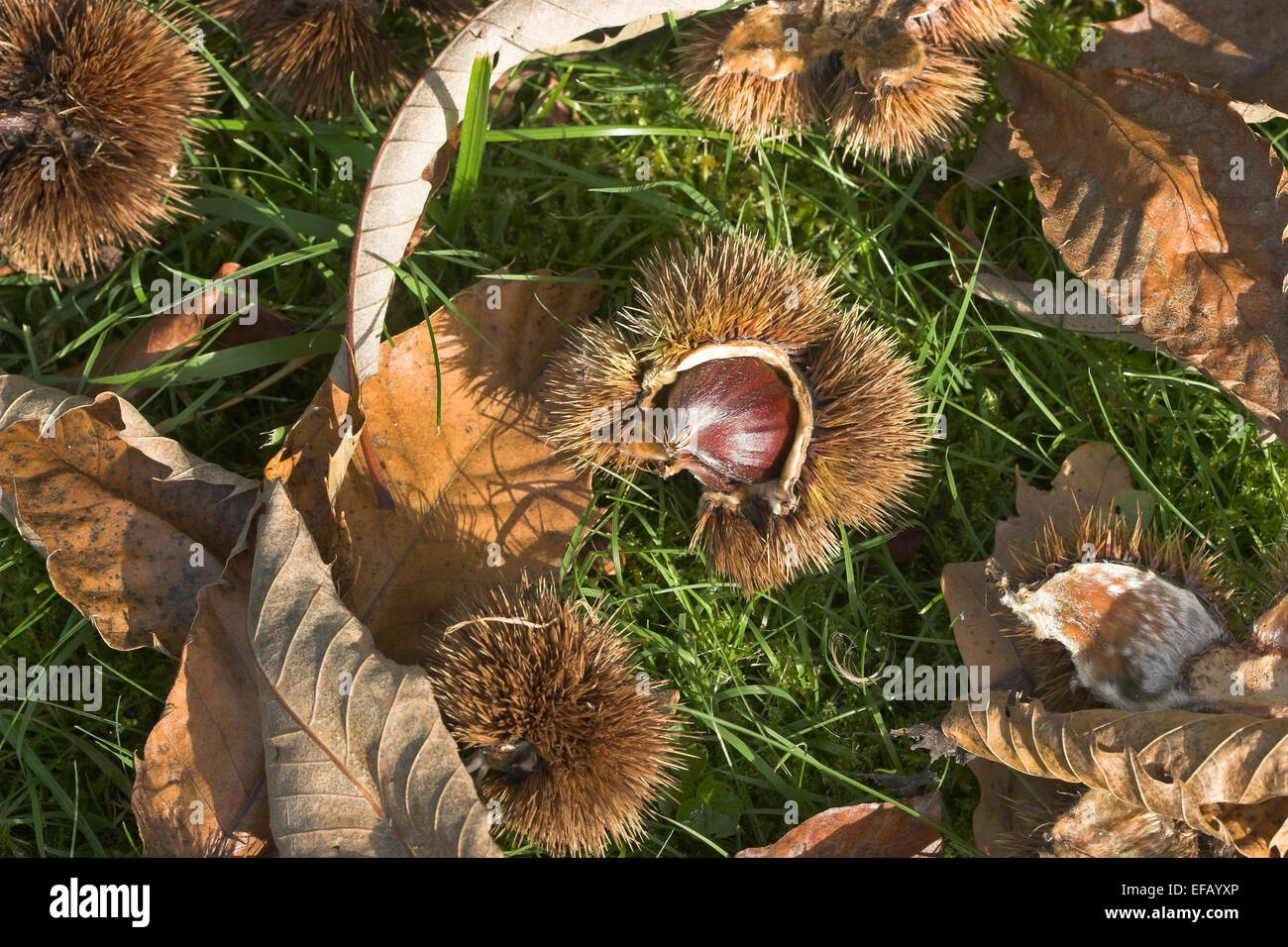 Spanish Chestnut, fruit, Edelkastanie, Esskastanie, Echte Kastanie ...