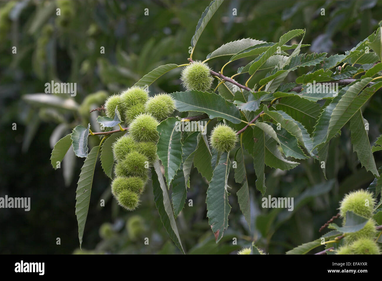 Spanish Chestnut, fruit, Edelkastanie, Esskastanie, Echte Kastanie ...
