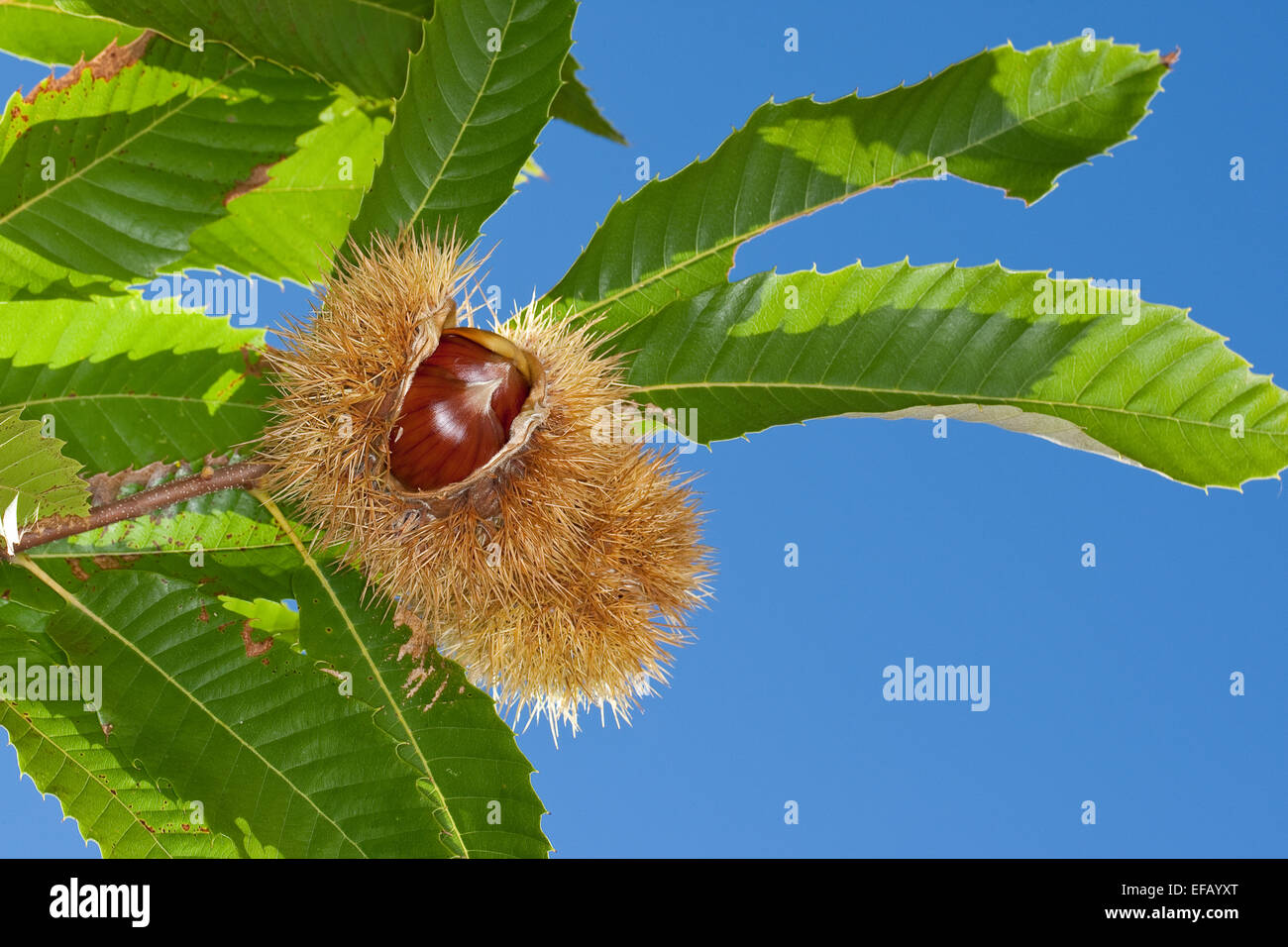 Edelkastanie hi-res stock photography and images - Alamy
