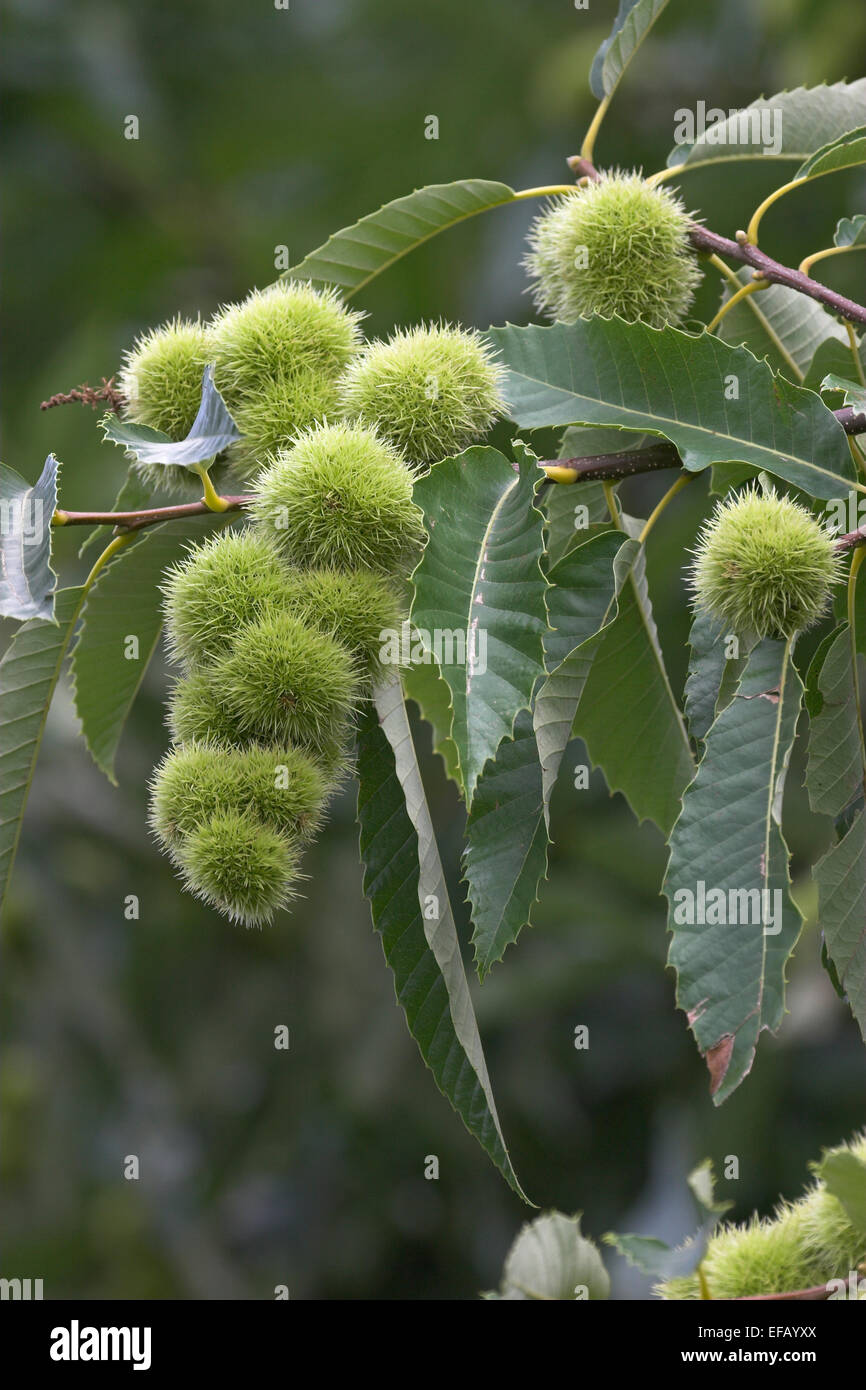 Spanish Chestnut, fruit, Edelkastanie, Esskastanie, Echte Kastanie ...
