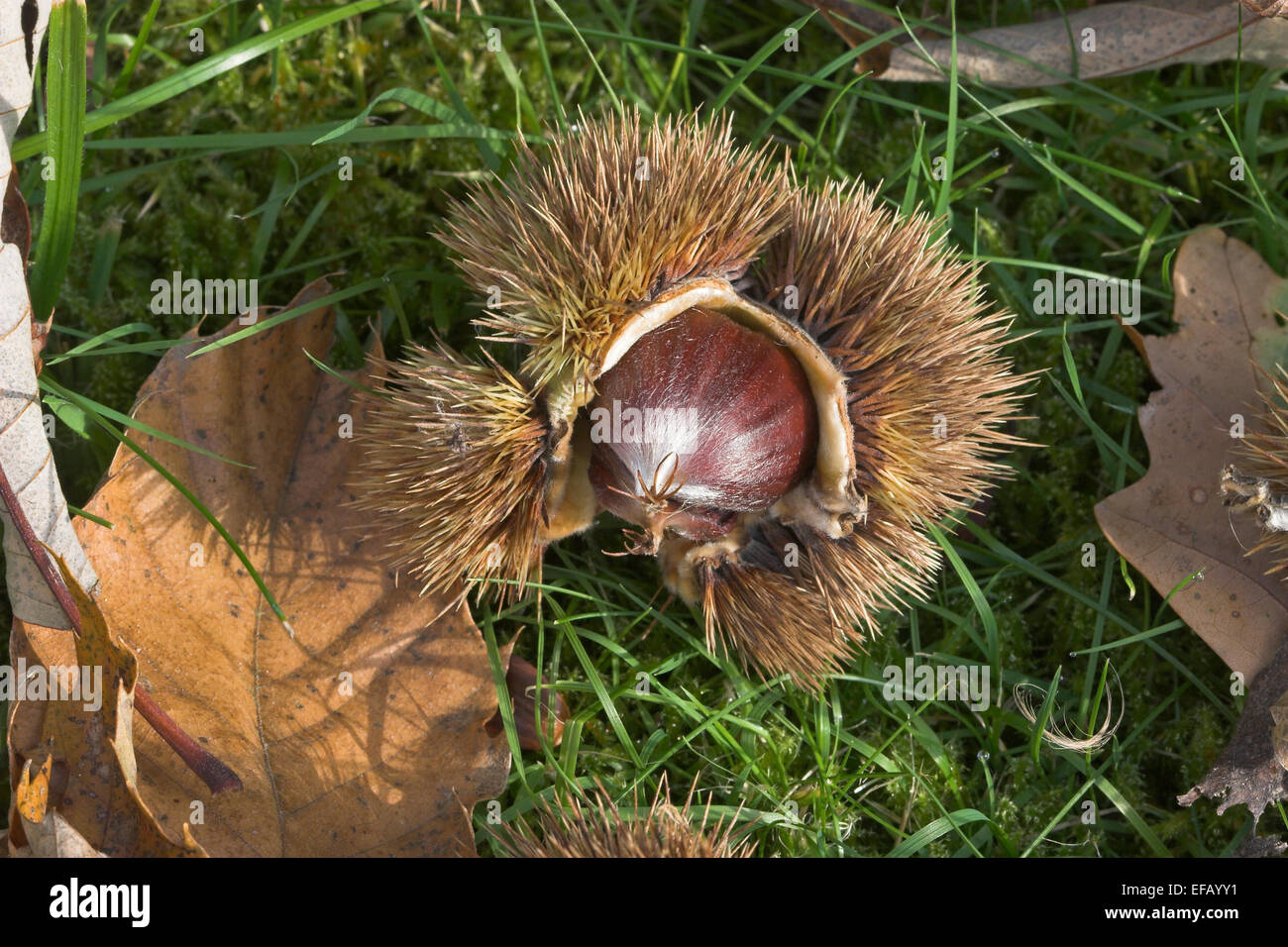 Spanish Chestnut, fruit, Edelkastanie, Esskastanie, Echte Kastanie ...