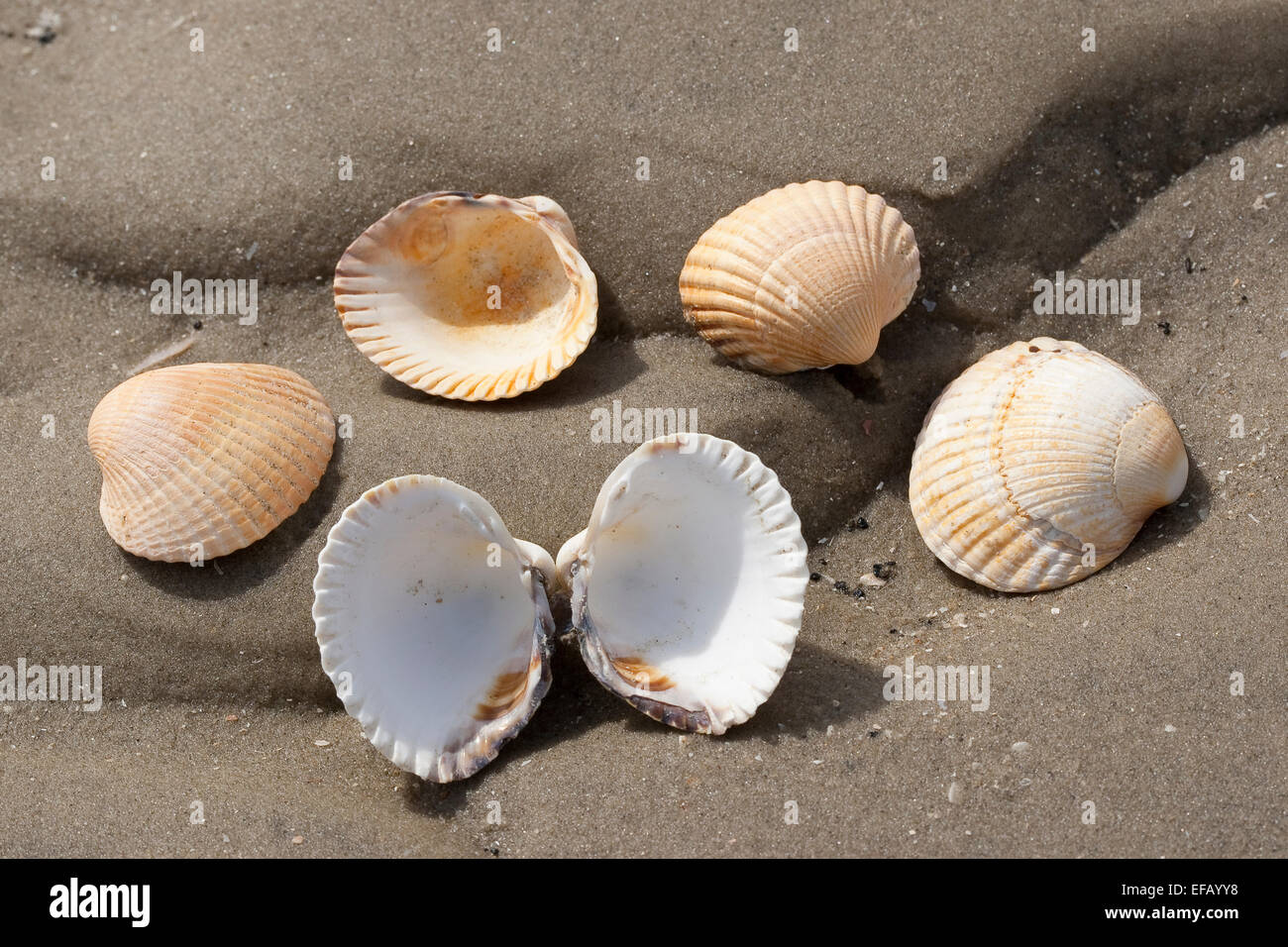 European cockle, edible cockle, seashell, conch, Essbare Herzmuschel ...