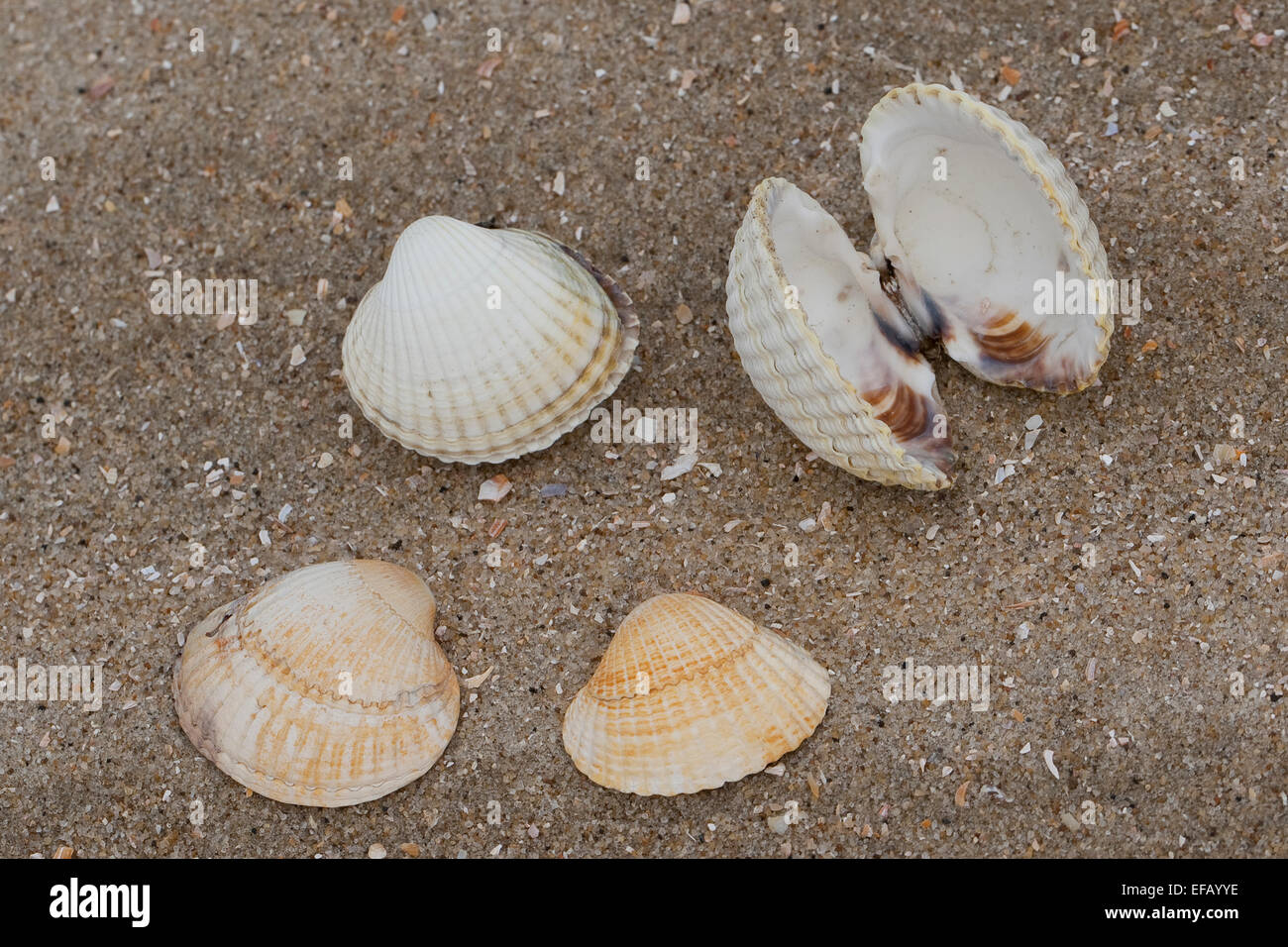 European cockle, edible cockle, seashell, conch, Essbare Herzmuschel ...