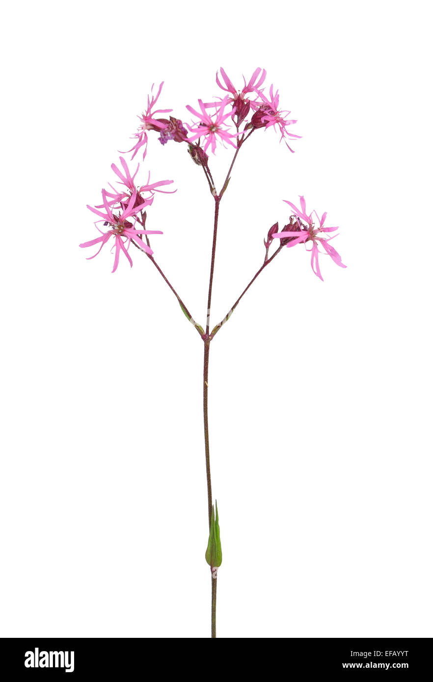 Ragged robin (Lychnis flos-cuculi Stock Photo - Alamy