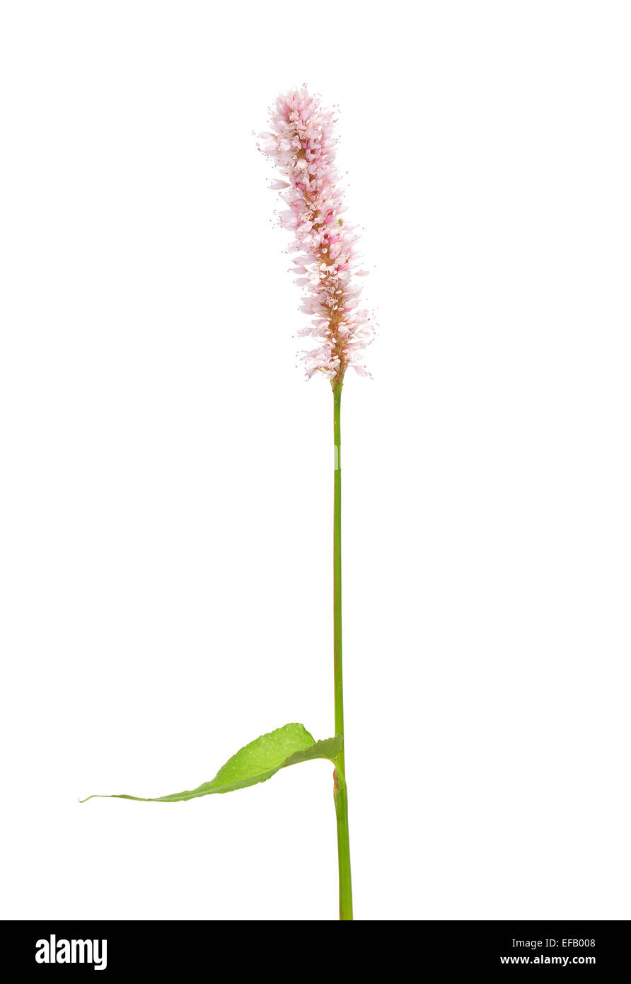 Water knotweed (Persicaria amphibia Stock Photo - Alamy