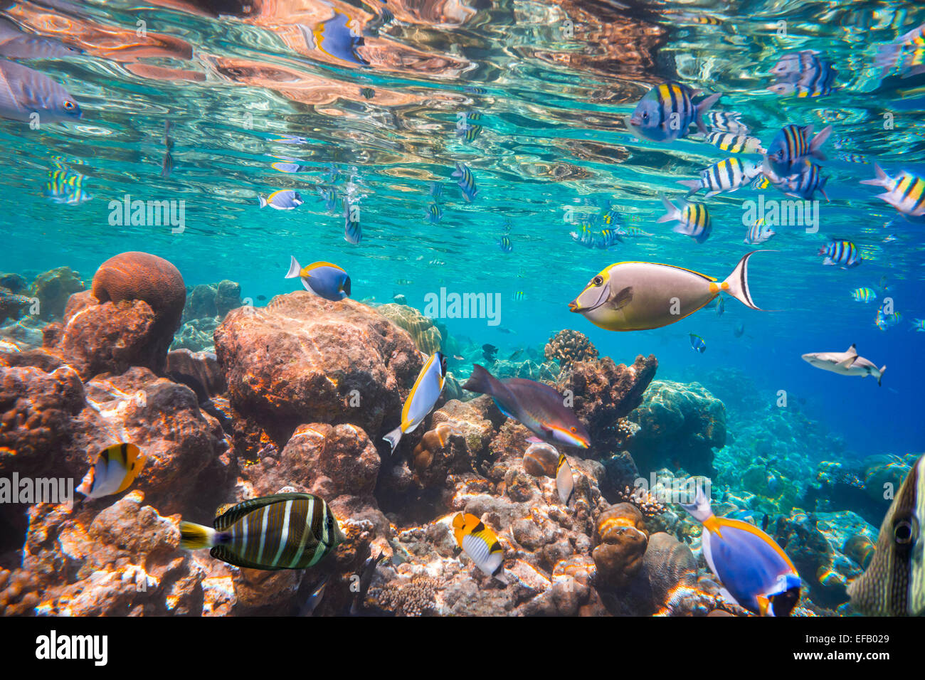 Reef with a variety of hard and soft corals and tropical fish. Maldives ...