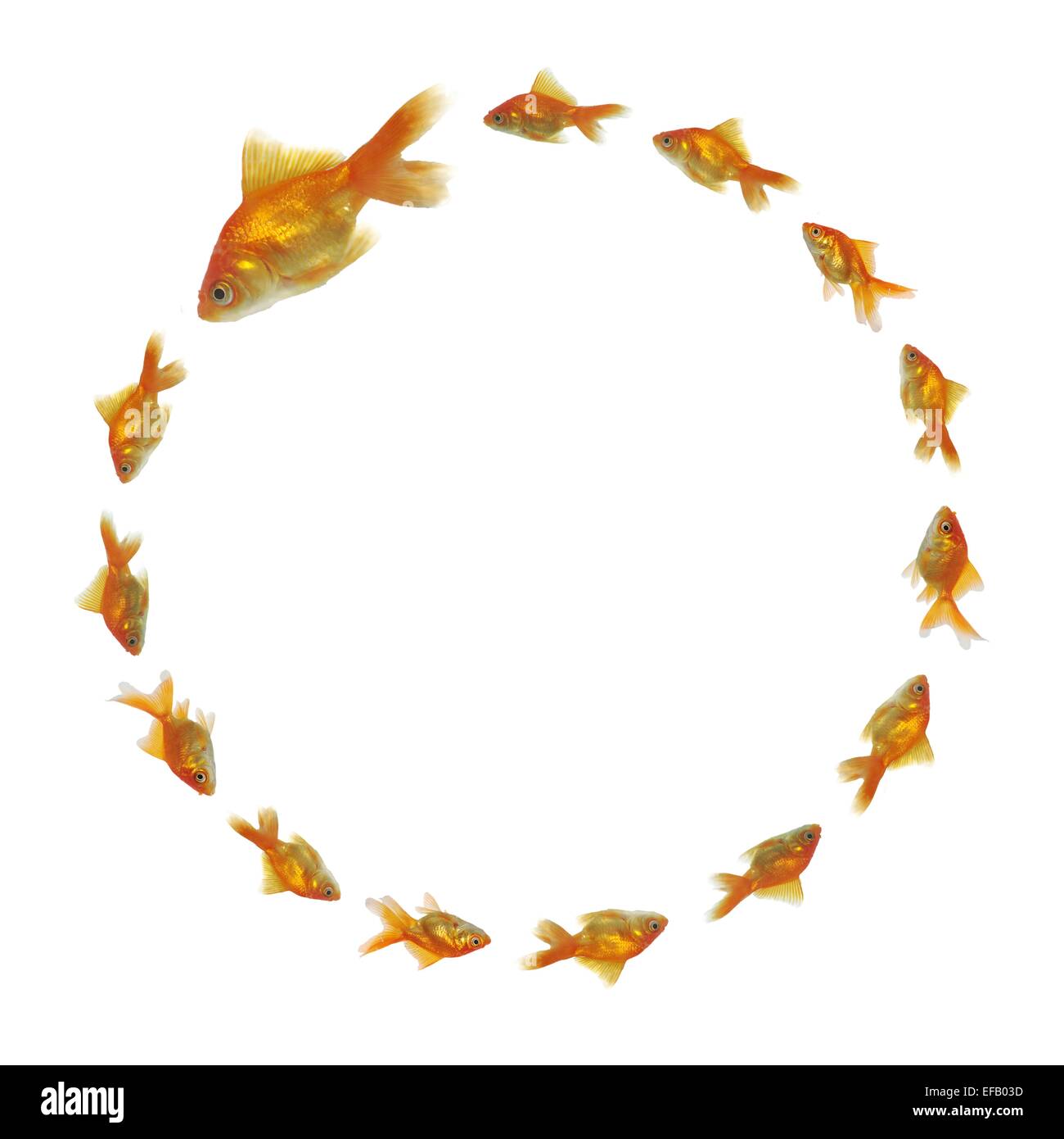 gold fishes swimming in circle Stock Photo - Alamy