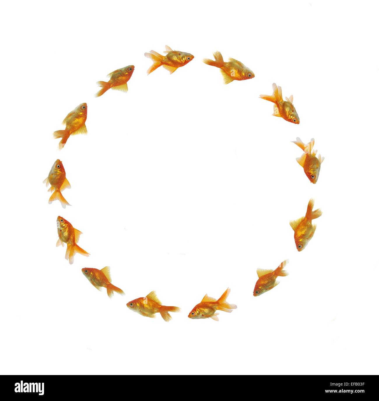 Fish shoal circle hi-res stock photography and images - Alamy