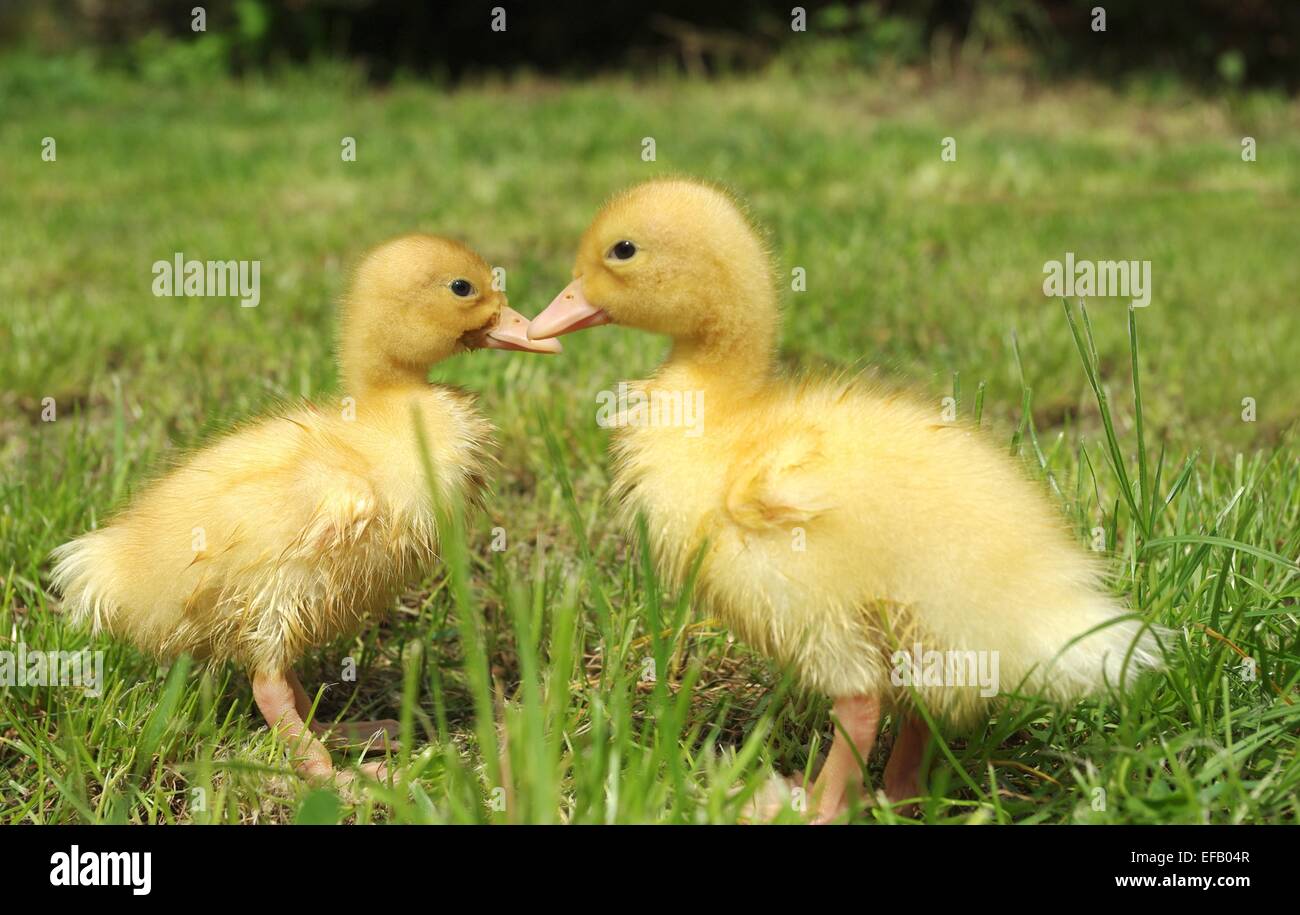 Two rubber ducks bath hi-res stock photography and images - Alamy