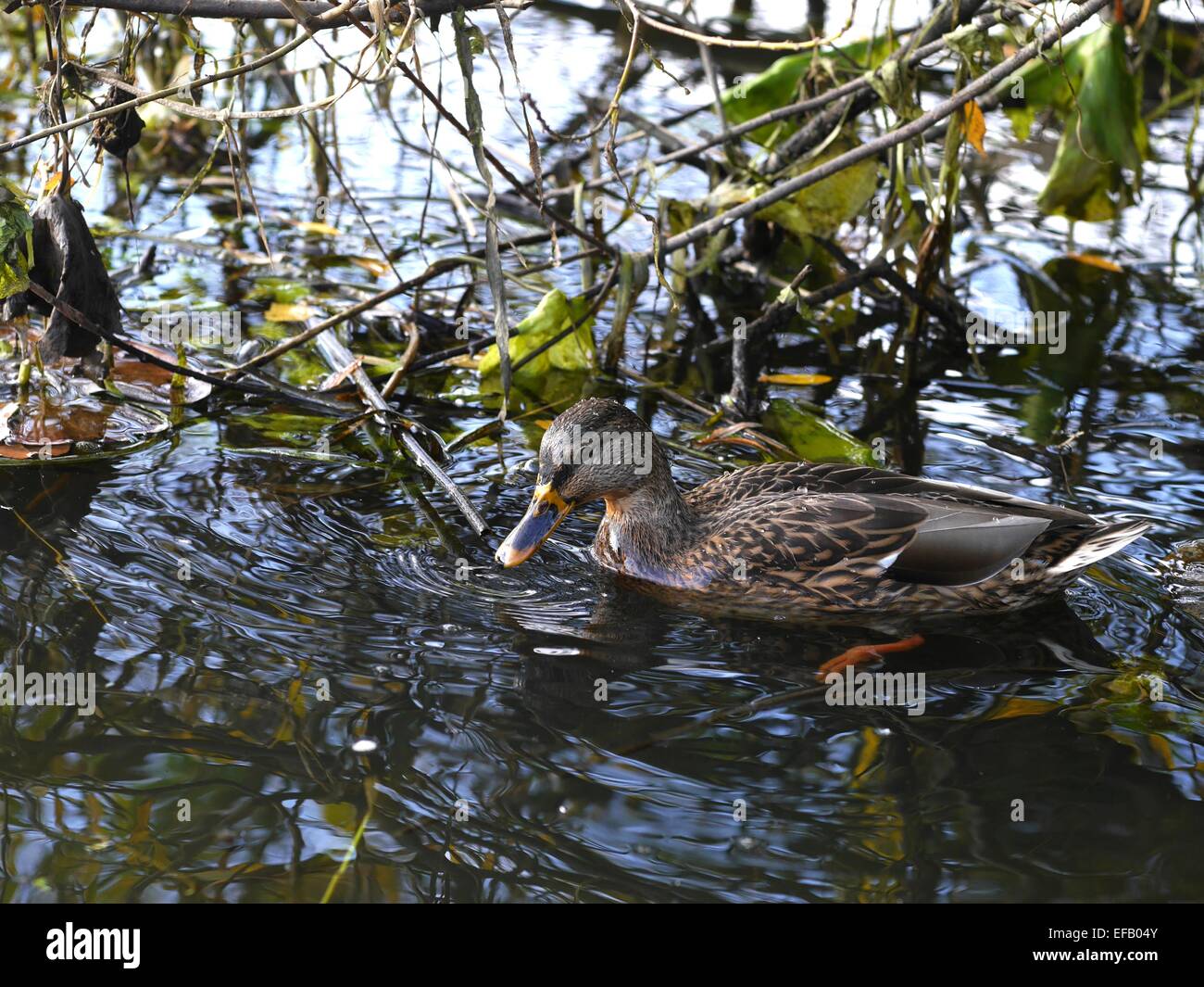 Duck feet swimming hi-res stock photography and images - Alamy