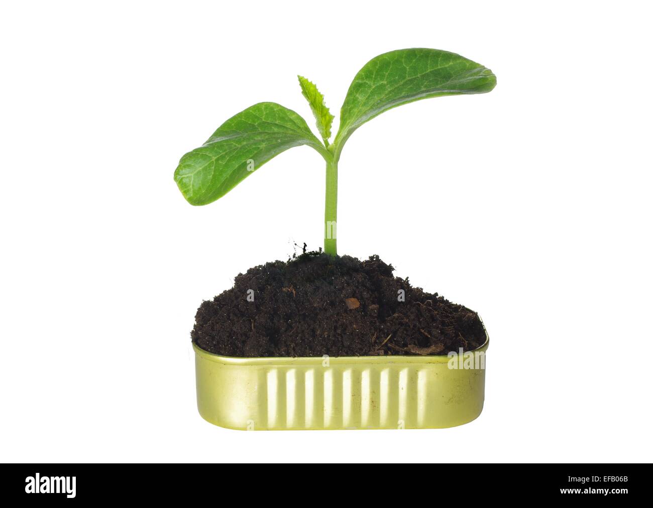 Plant stem closeup Cut Out Stock Images & Pictures - Alamy