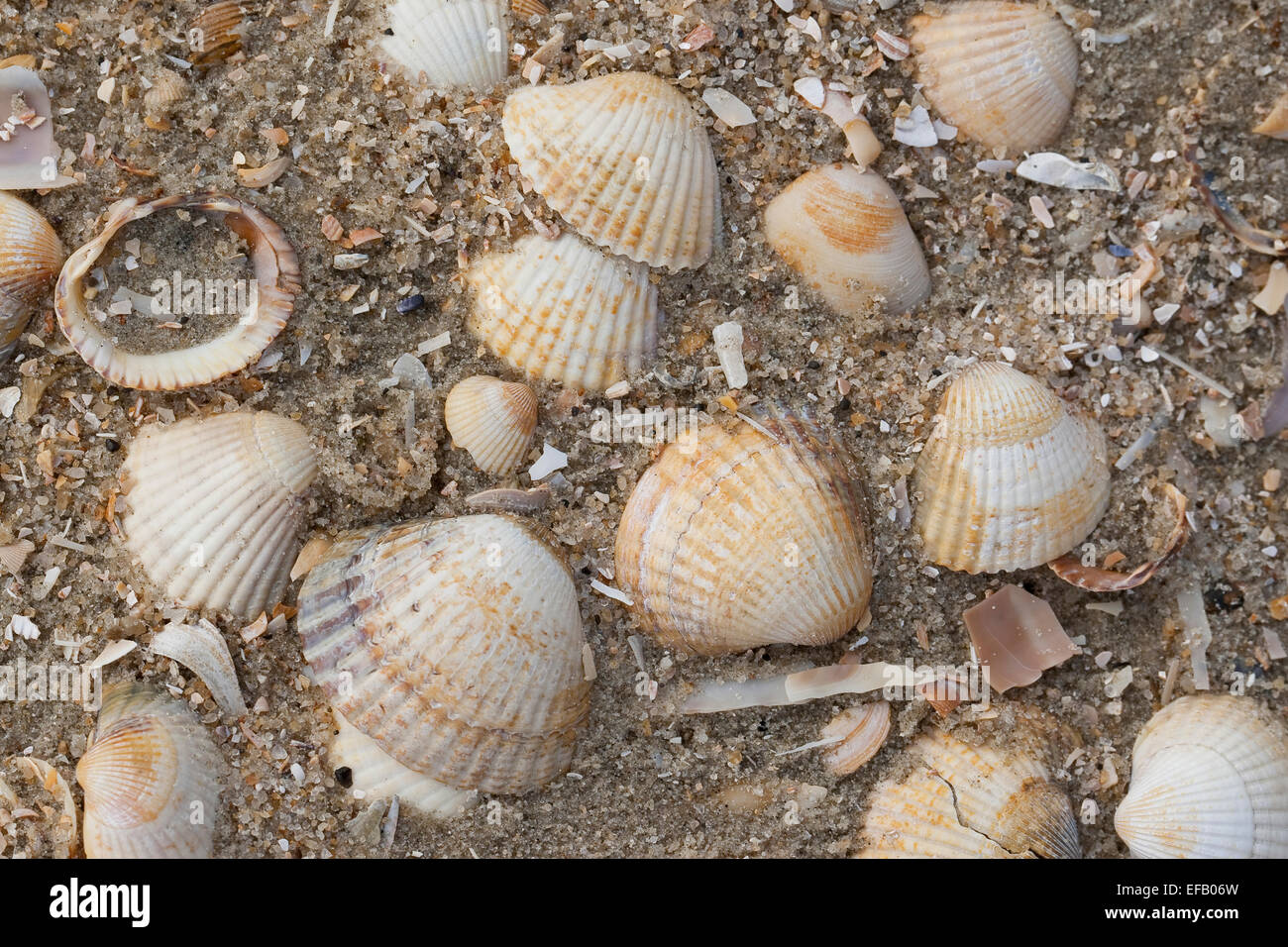 European cockle, edible cockle, seashell, conch, Essbare Herzmuschel ...