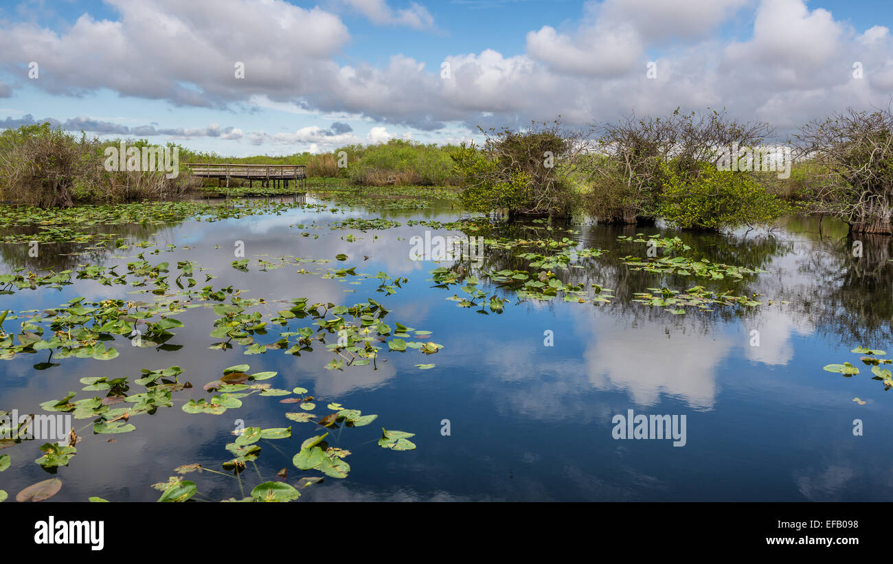 Lake and boardwalk in the wetlands of Everglades National Park, Florida ...