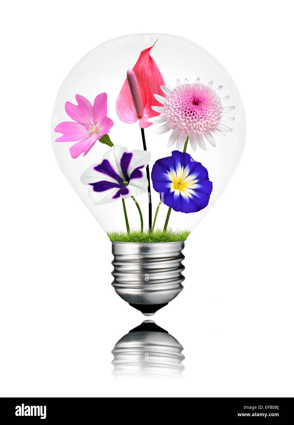Colorful Flowers Growing Inside Light Bulb Isolated on White Background ...