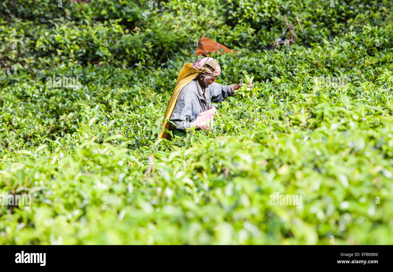 Tea picker worker picking tea leaves at tea estate plantation at Ella ...