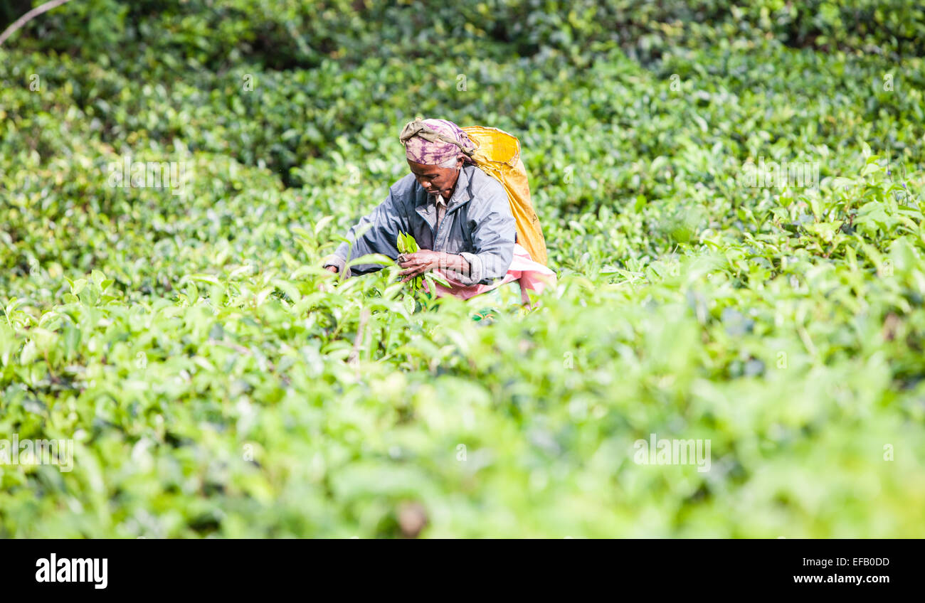 Tea picker worker picking tea leaves at tea estate plantation at Ella ...