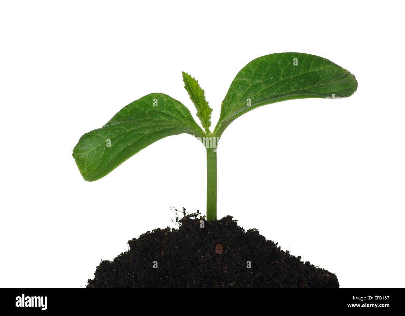 Pumpkin Sprout With Roots