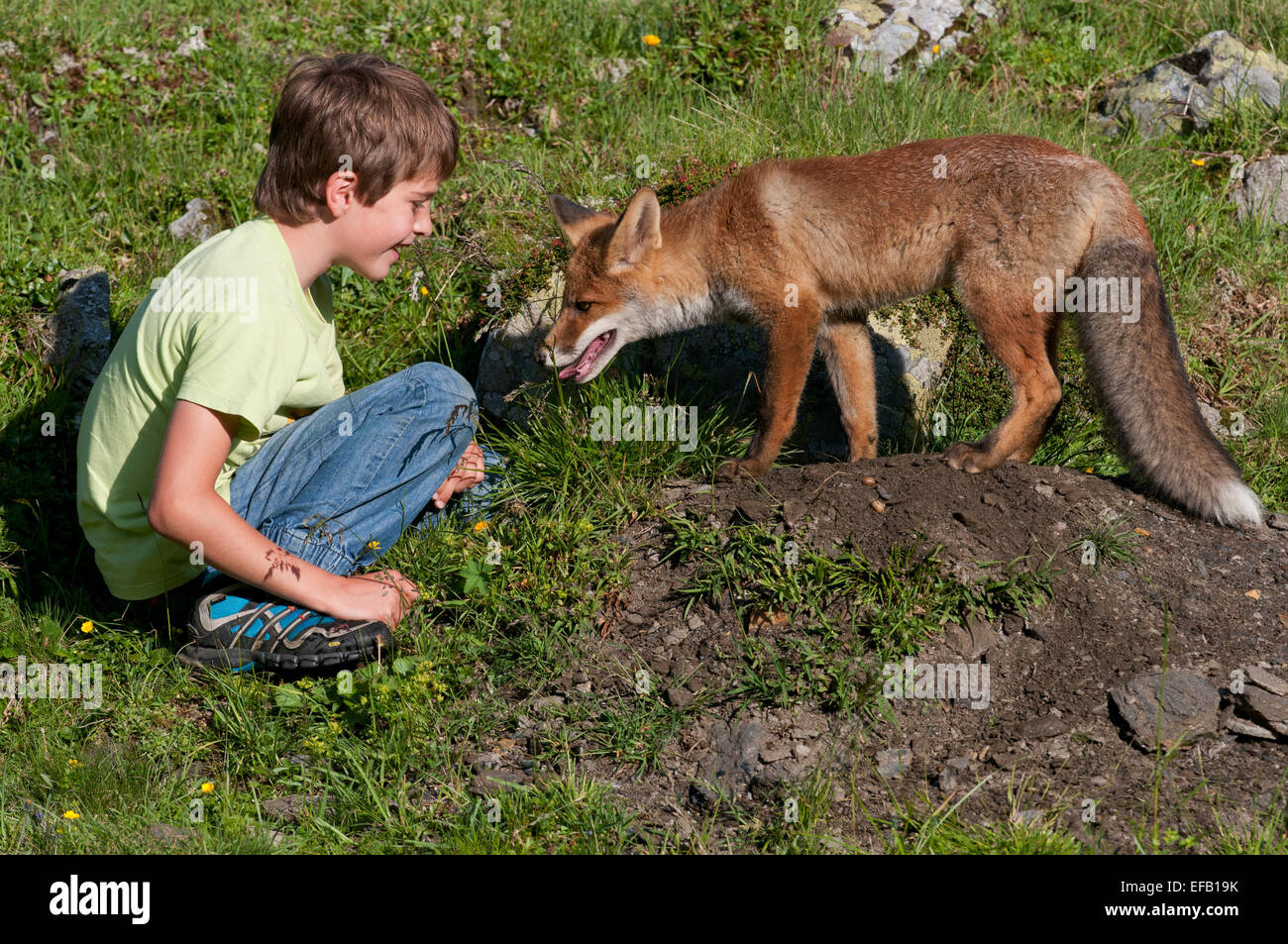 Boy sitting next to a Red Fox (Vulpes vulpes) at its den, Austria Stock ...