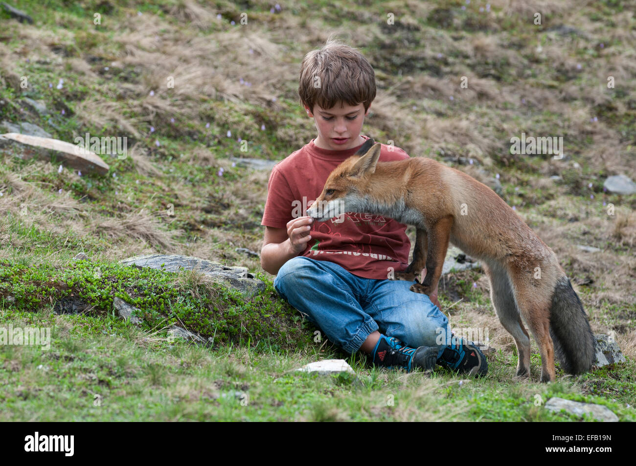 Boy feeding a vixen, Red Fox (Vulpes vulpes), Austria Stock Photo - Alamy