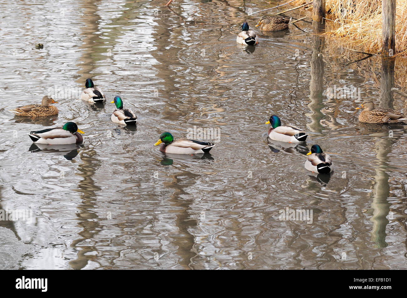 Winter waterfowl in river channel open water Stock Photo - Alamy